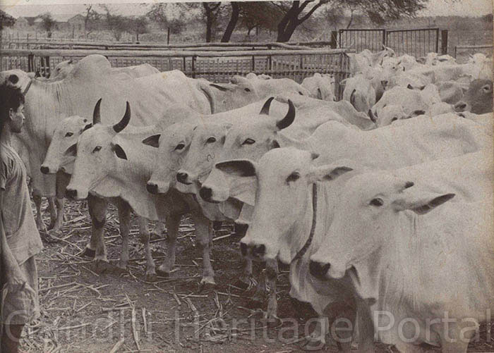 Gallery | Gandhi Heritage Portal